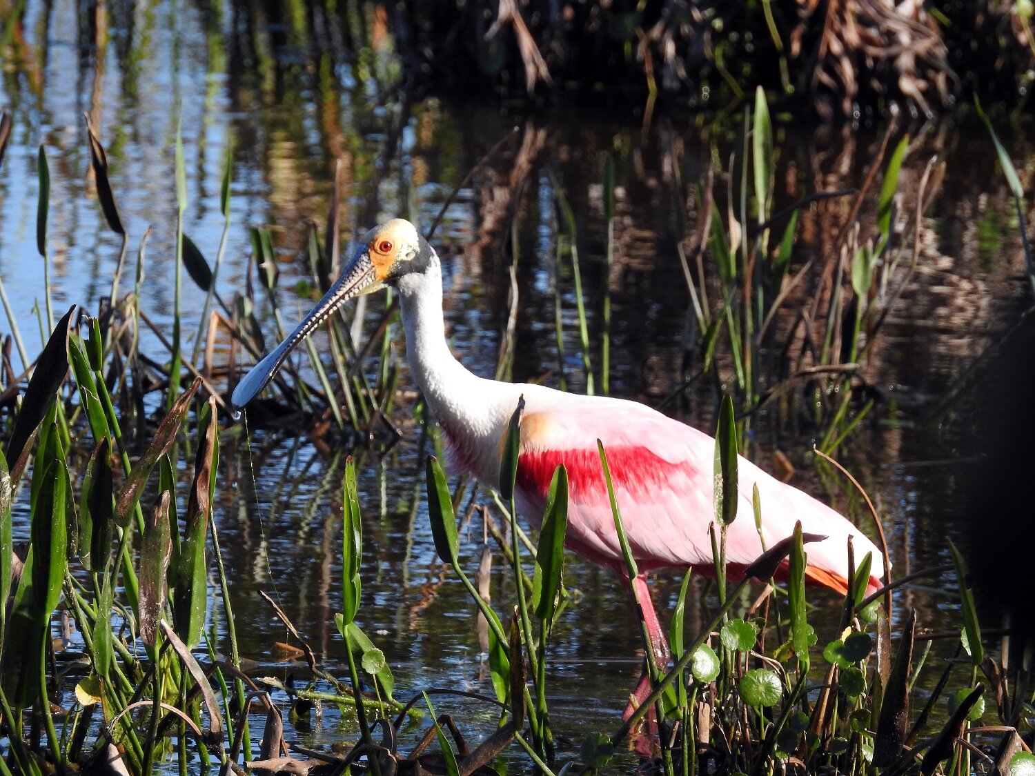 Climate Change — Tropical Audubon Society