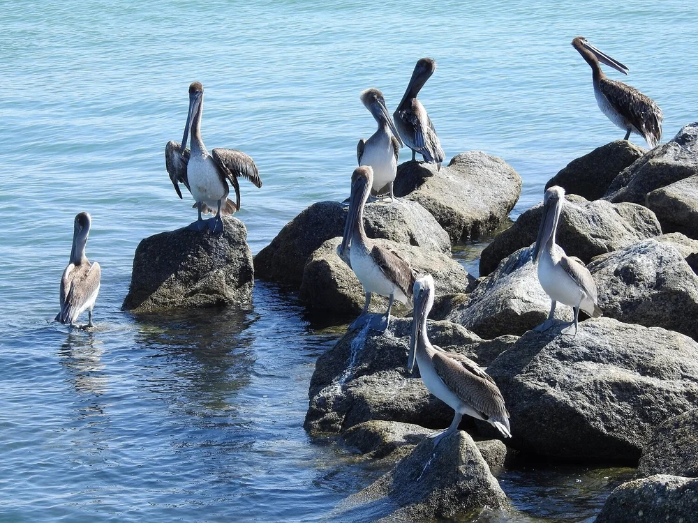 Climate Change — Tropical Audubon Society