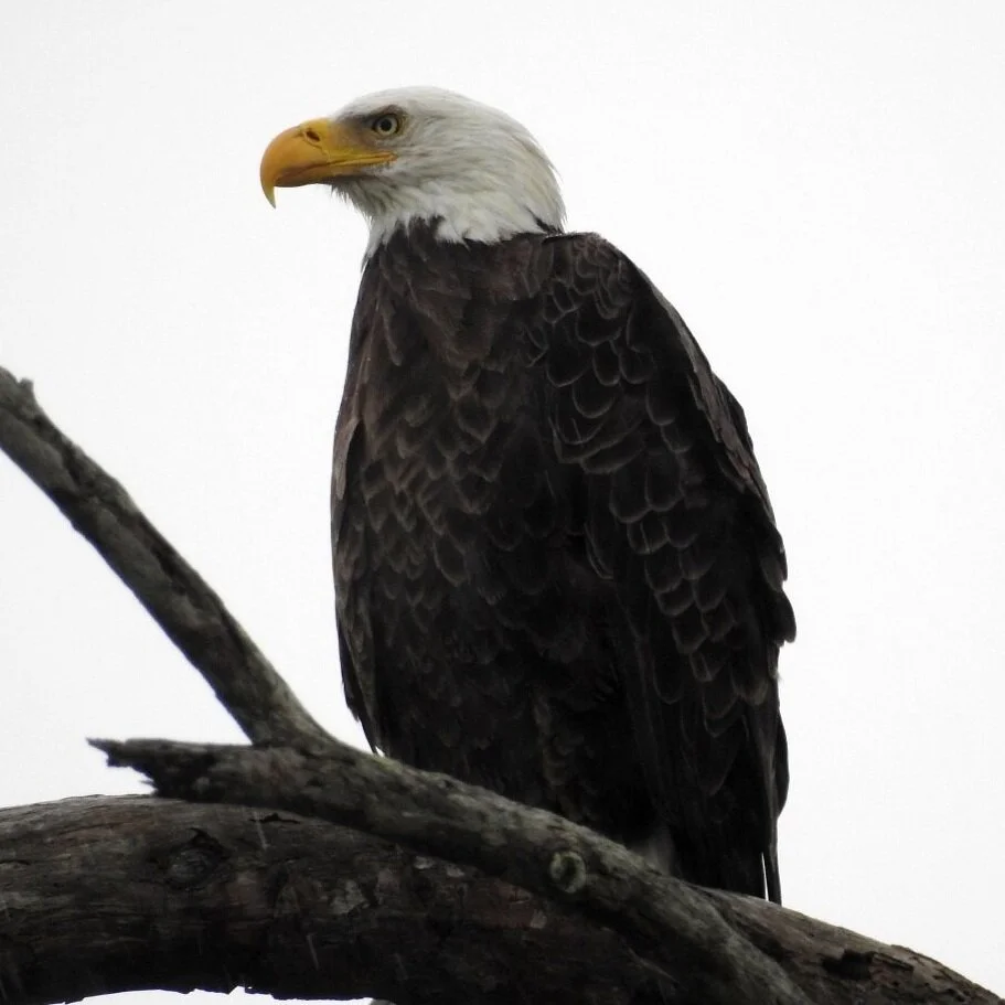 Community Science — Tropical Audubon Society