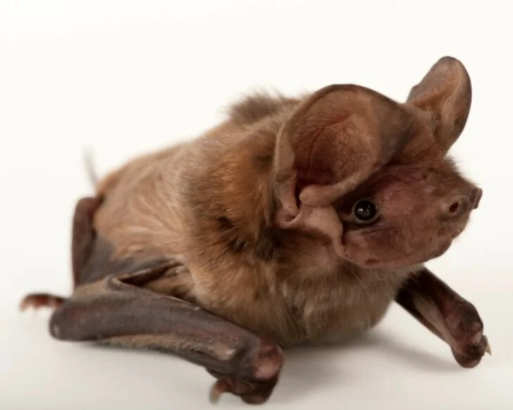 Take Action — Tropical Audubon Society