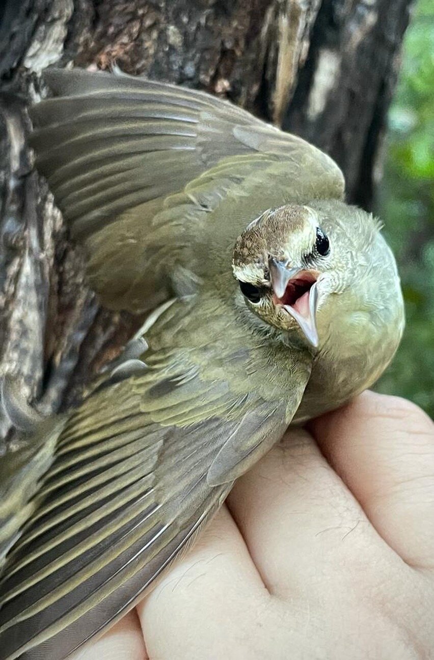 Five Swainson's Warblers! — Tropical Audubon Society