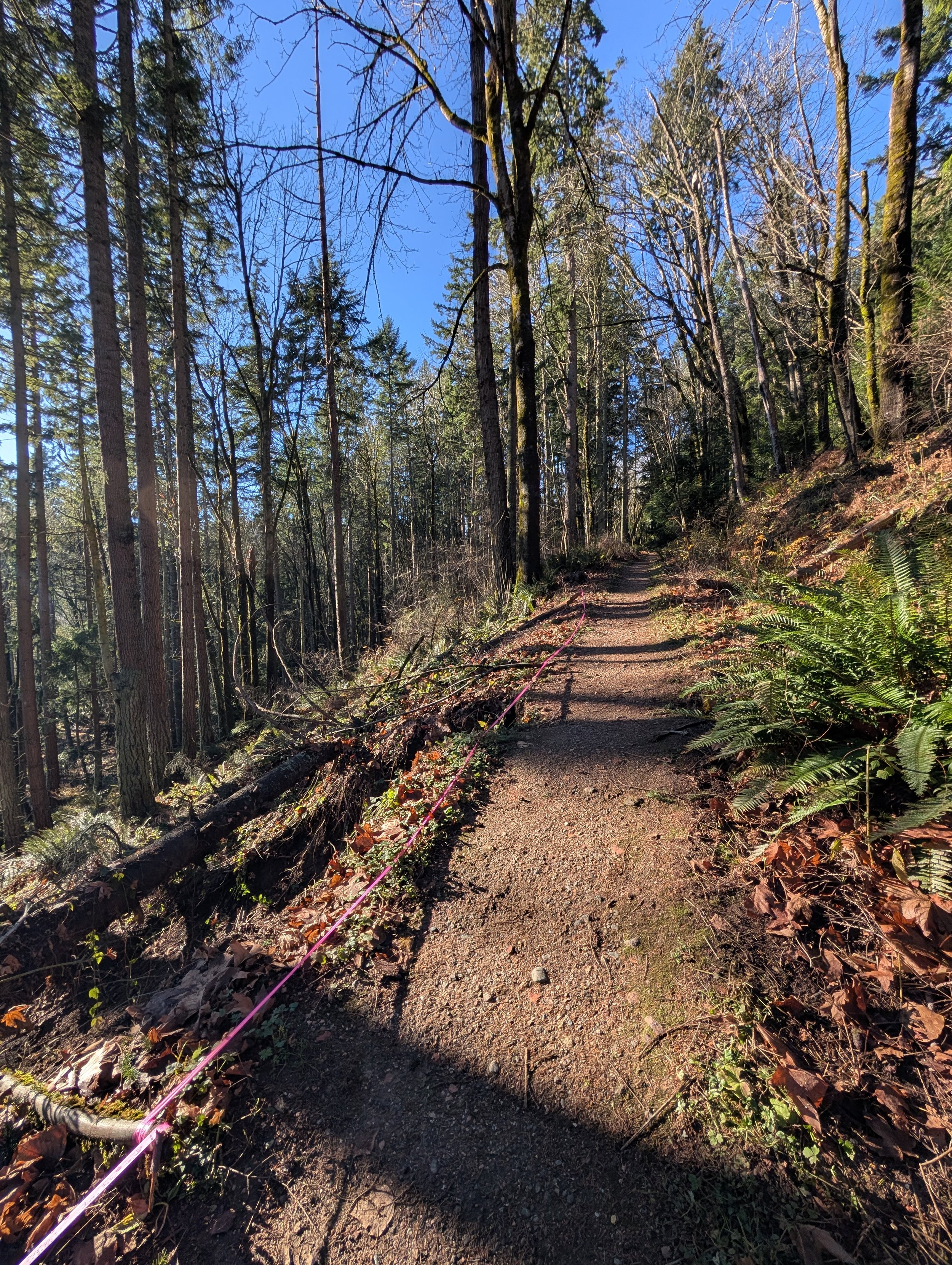 Trail Resilience After Historic Storms — Issaquah Alps Trails Club