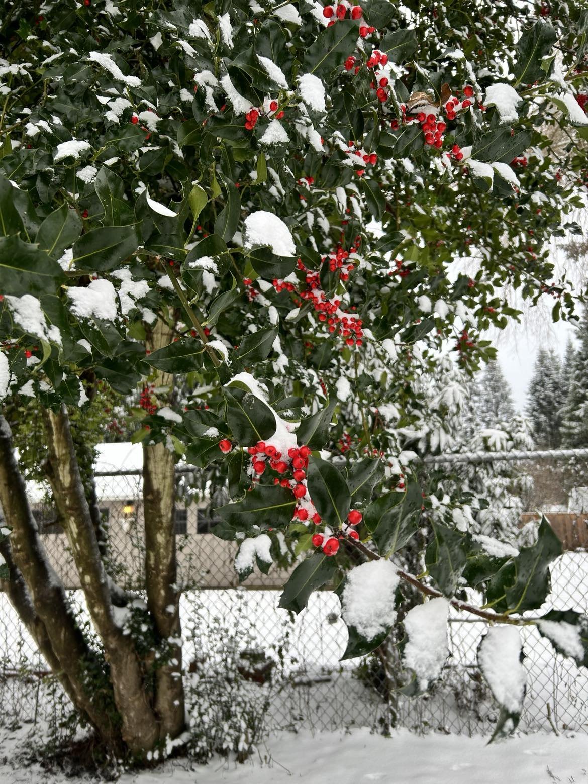 English Holly - A Friendly-looking Foe — Issaquah Alps Trails Club