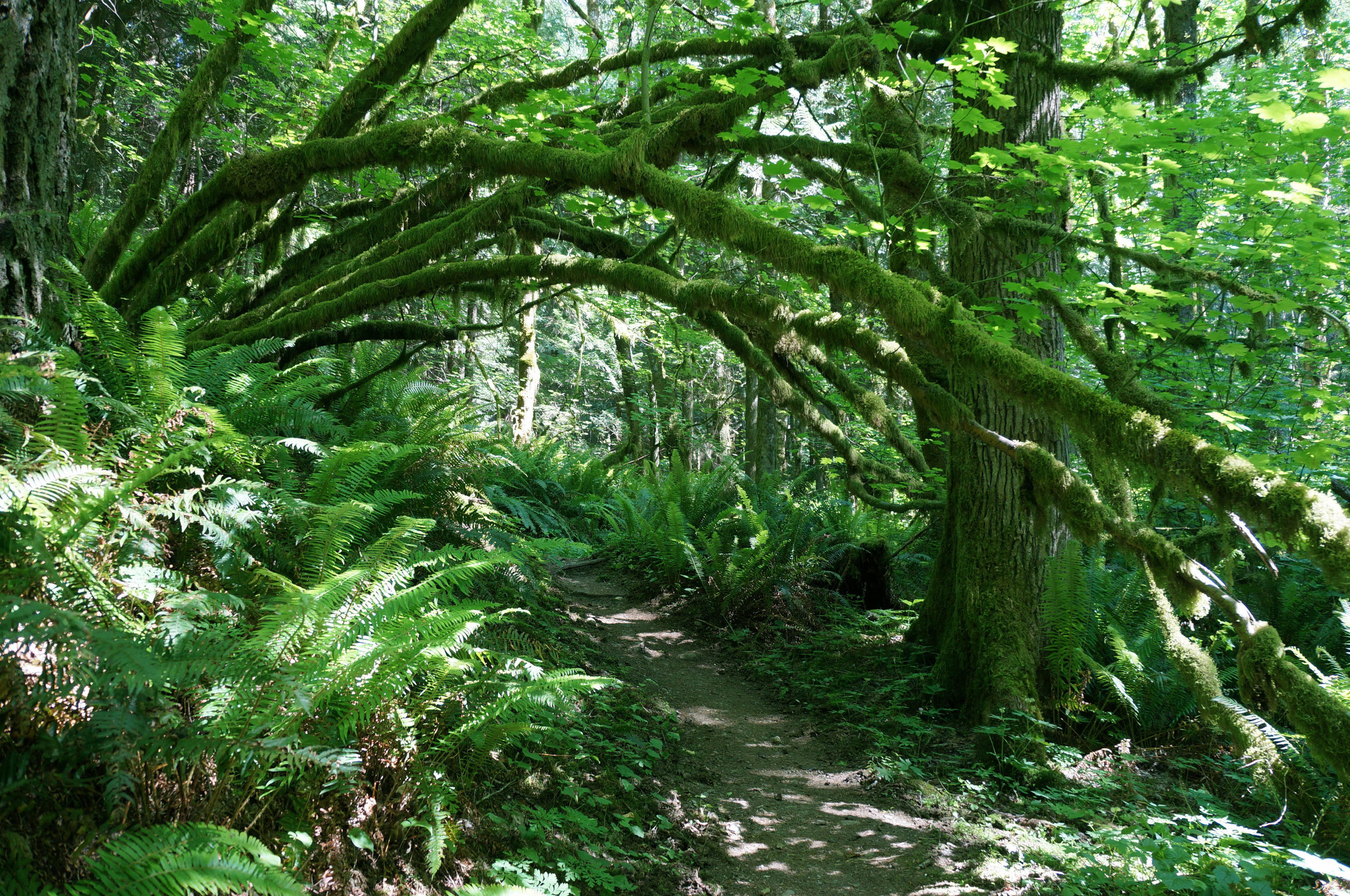 Issaquah alps trails