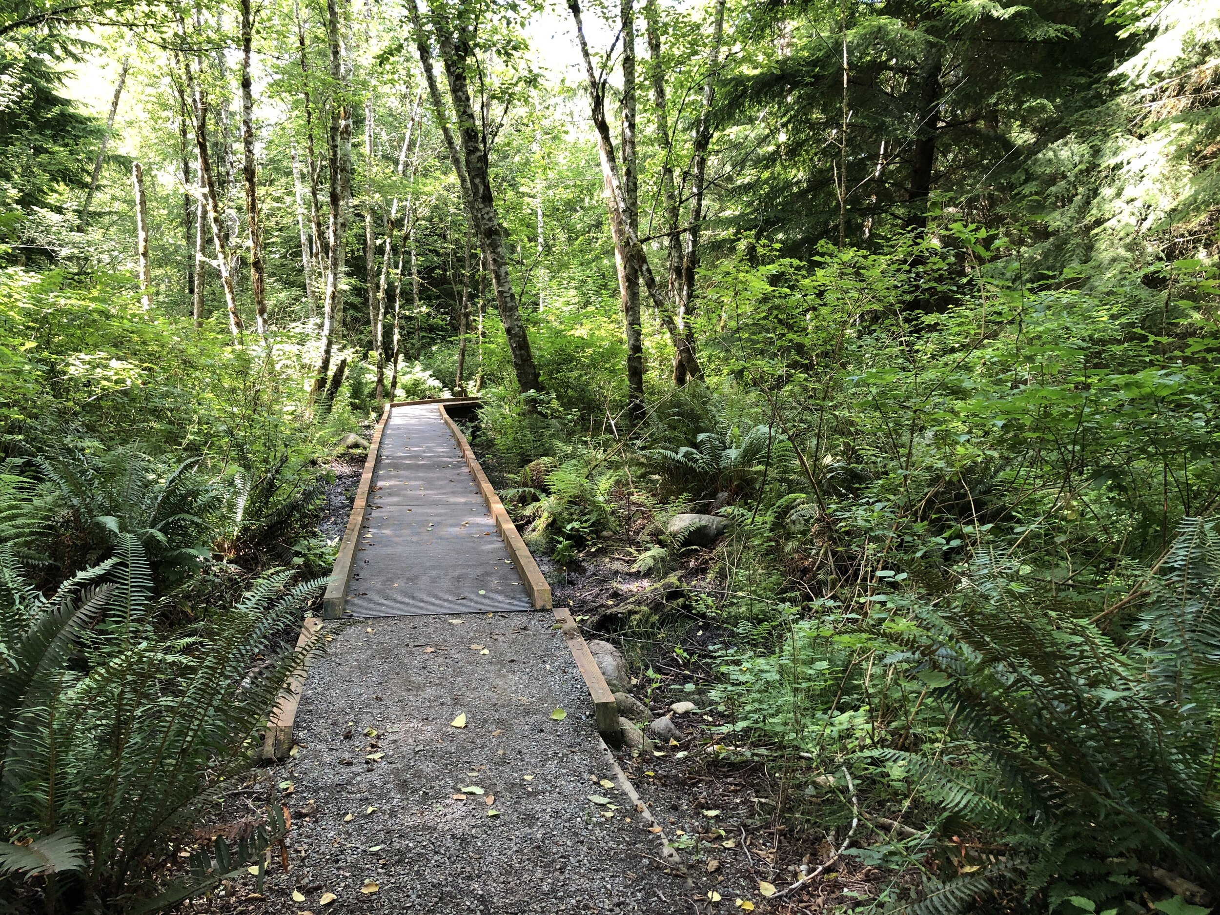 Tradition Plateau Swamp Trail Reopens — Issaquah Alps Trails Club