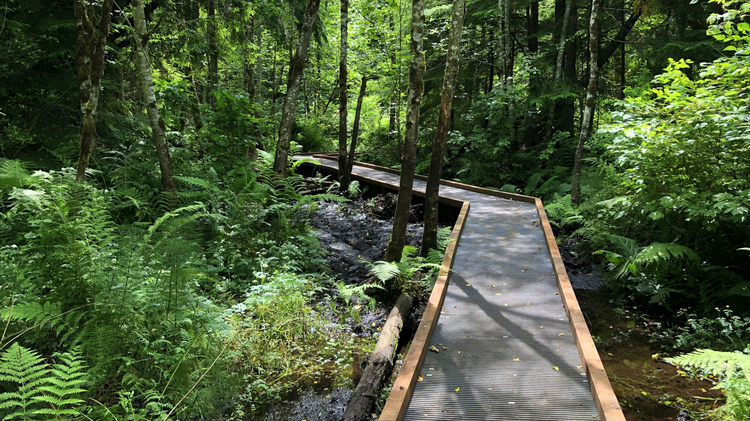 Tradition Plateau Swamp Trail Reopens — Issaquah Alps Trails Club
