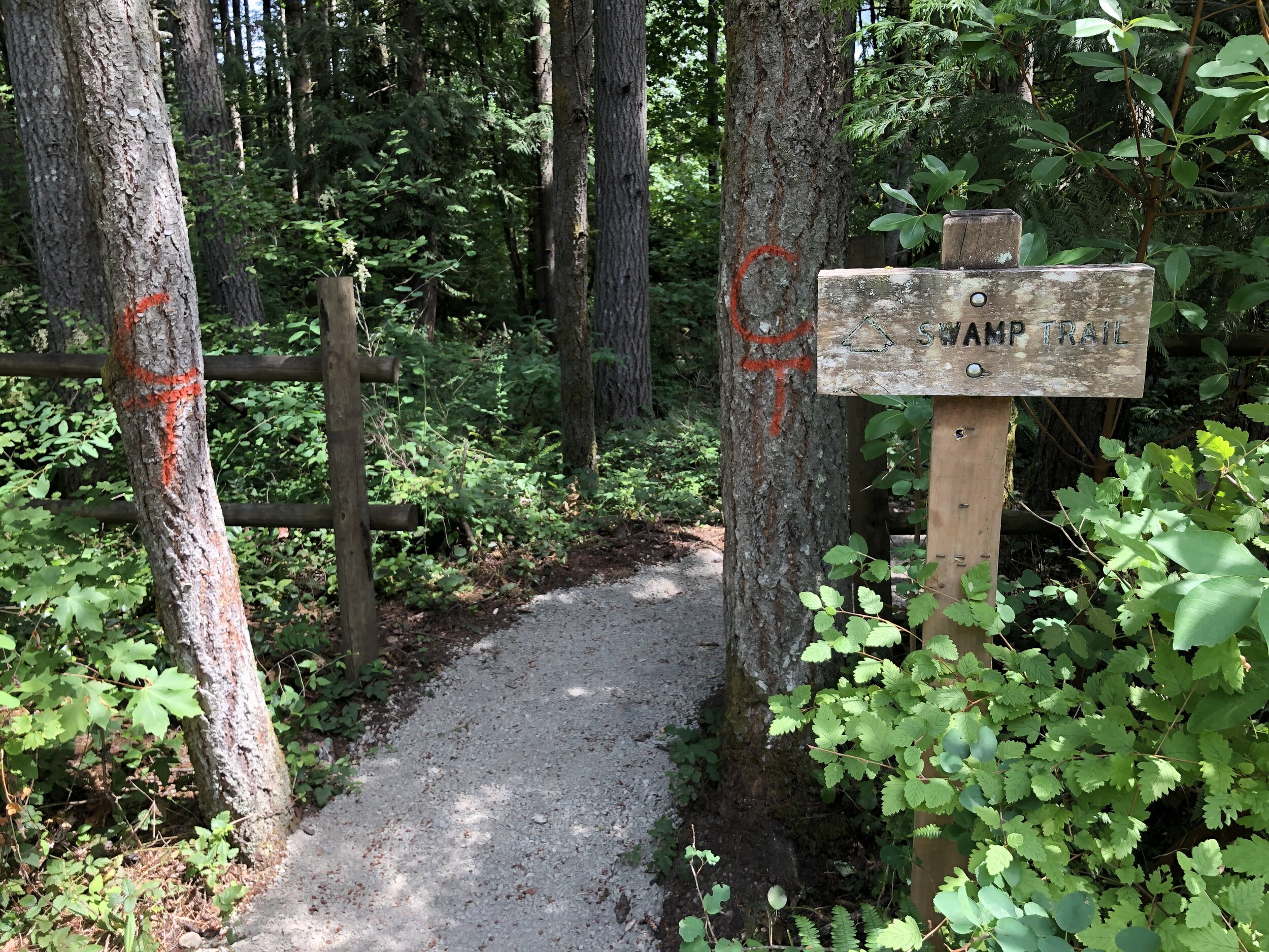 Tradition Plateau Swamp Trail Reopens — Issaquah Alps Trails Club