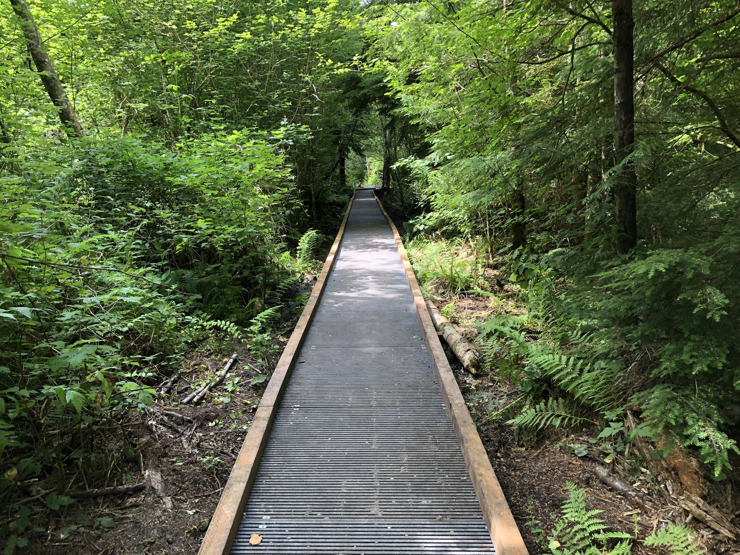 Native Plants of the Issaquah Alps: Interview with Dan Hintz — Issaquah ...