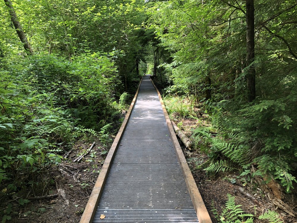 Native Plants of the Issaquah Alps: Interview with Dan Hintz — Issaquah ...