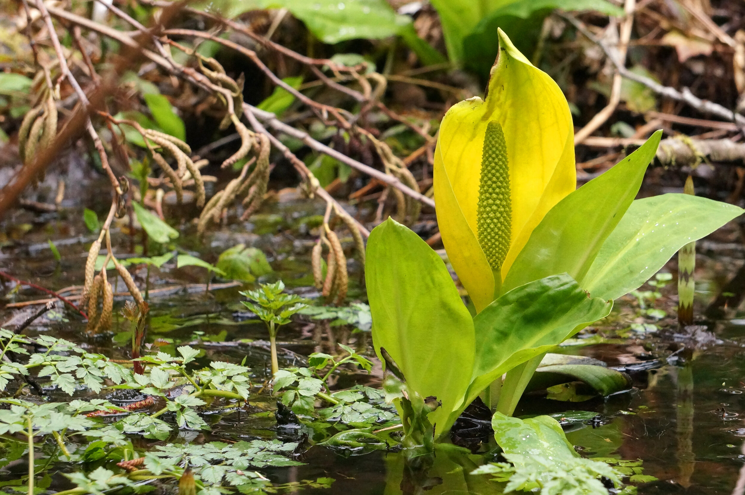 Wetlands of Tradition Plateau — Issaquah Alps Trails Club