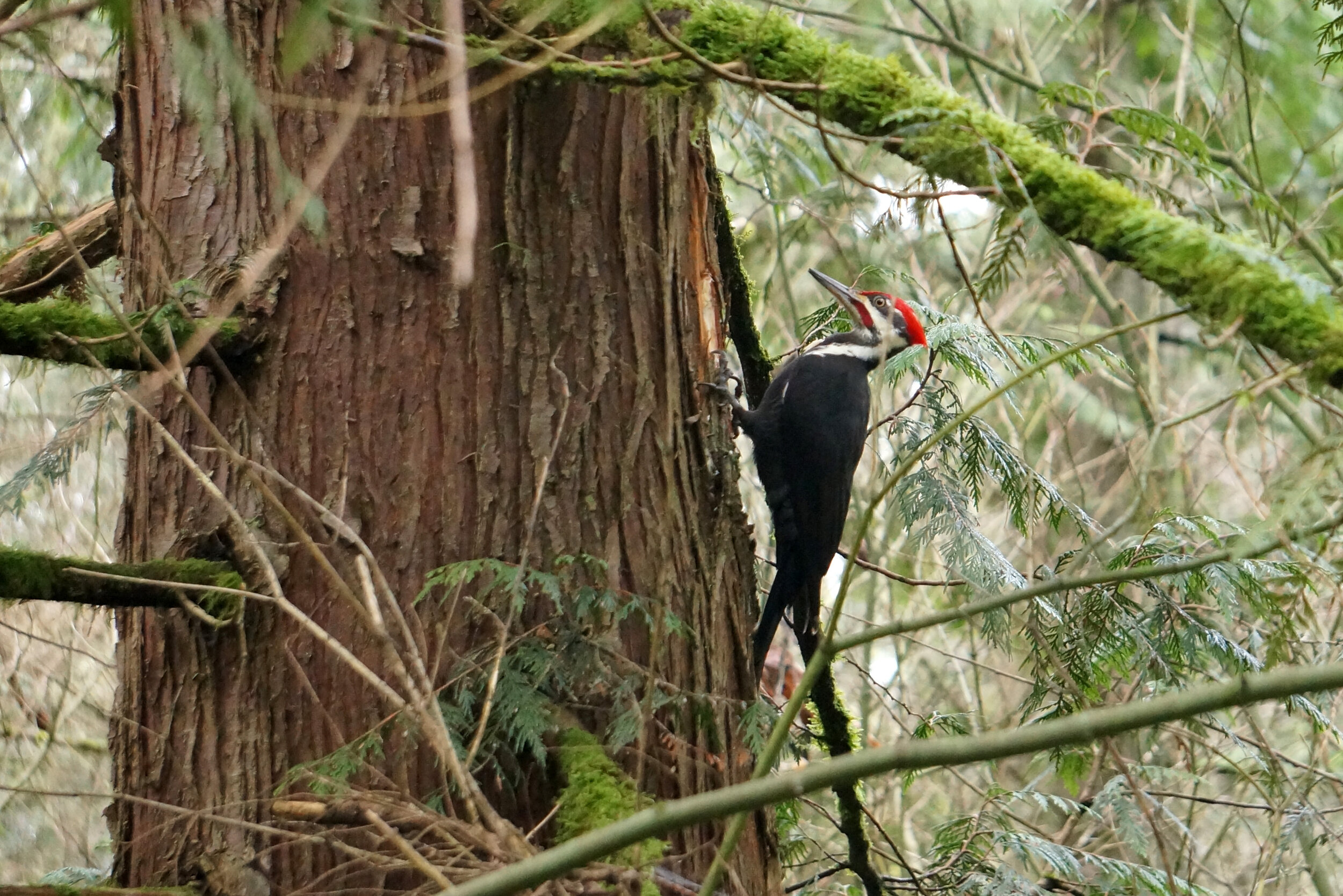 Hiking 101: Wildlife Interactions — Issaquah Alps Trails Club