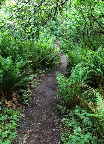 The History of Park Pointe and IATC’s Role in Conservation — Issaquah ...
