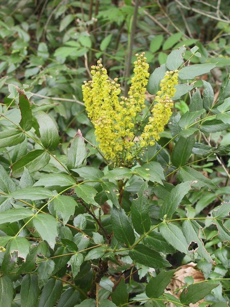Is Oregon Grape Nature's Ozempic? — Issaquah Alps Trails Club