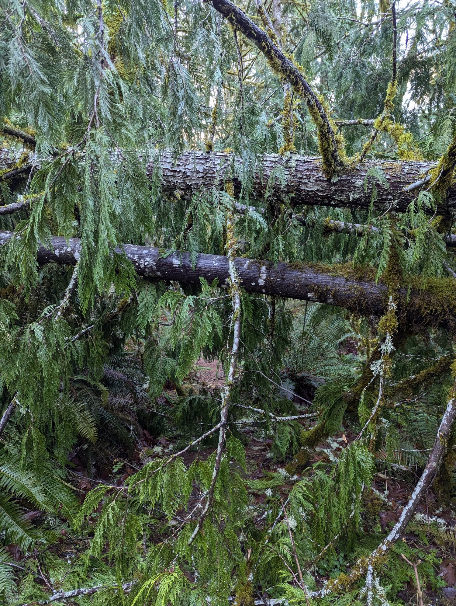 Weathering the Storm: Aftermath and Trail Updates — Issaquah Alps ...