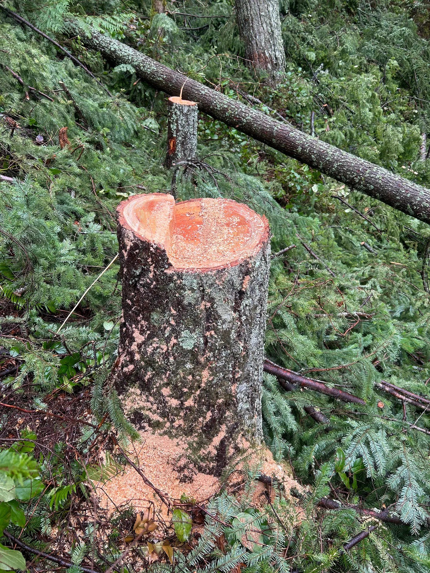 Community-Led Conservation Expose Illegal Logging — Issaquah Alps ...