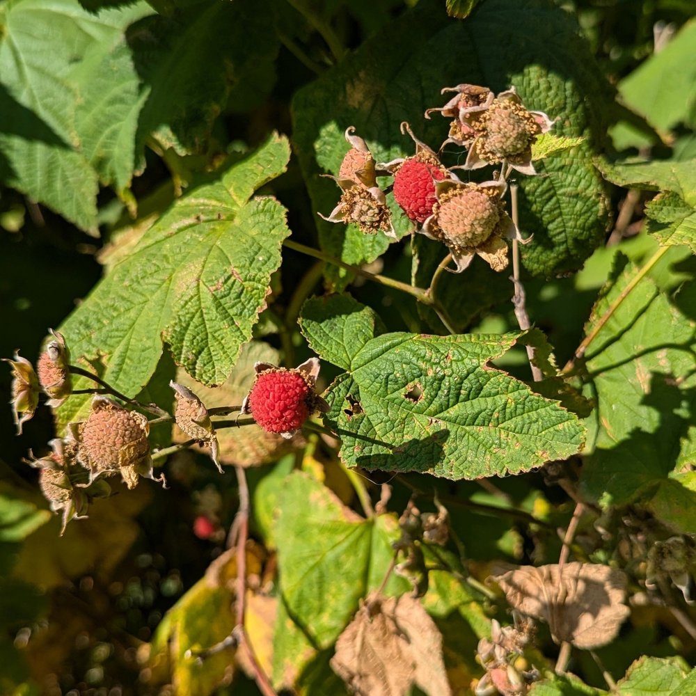 Are You Berry Curious? — Issaquah Alps Trails Club