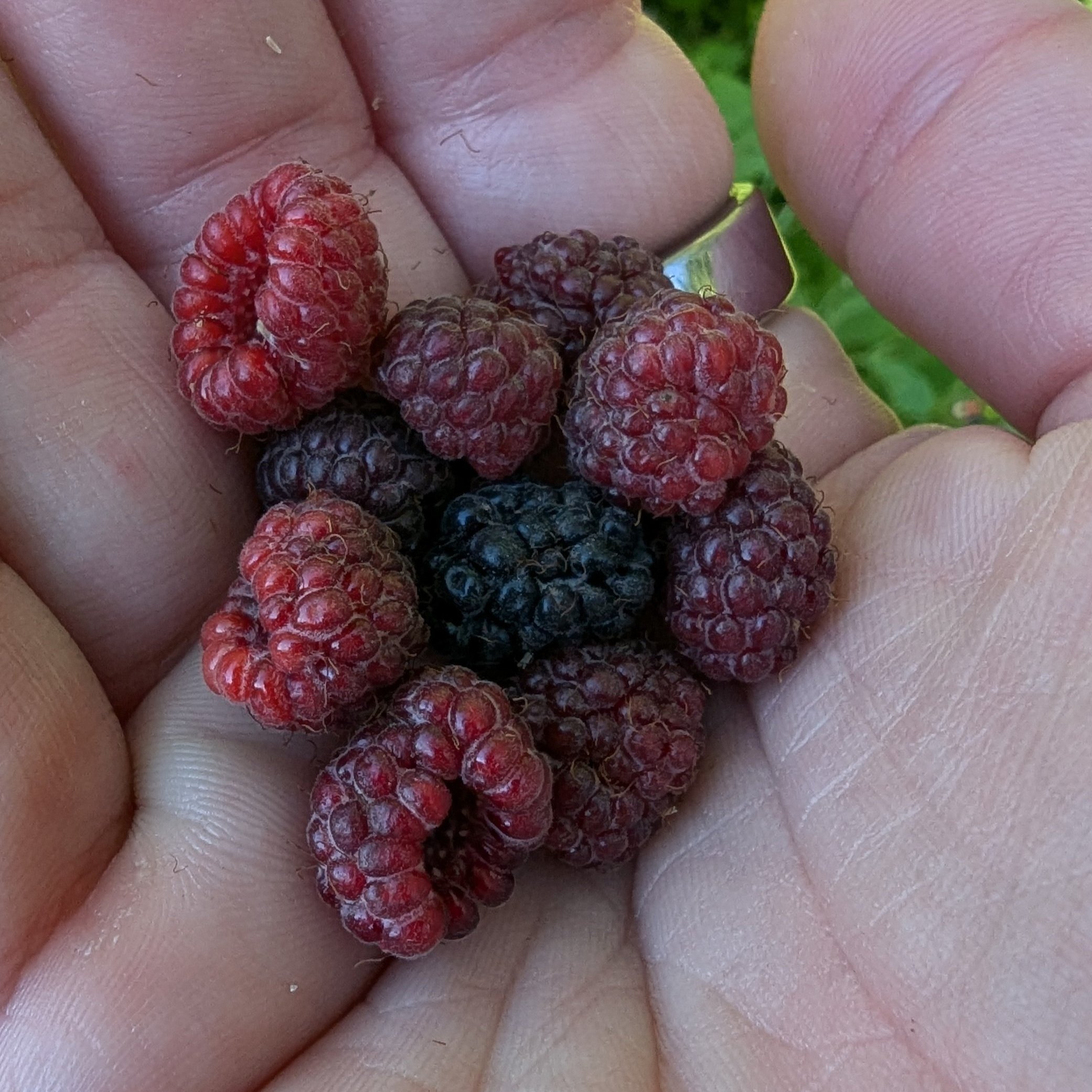 Are You Berry Curious? — Issaquah Alps Trails Club