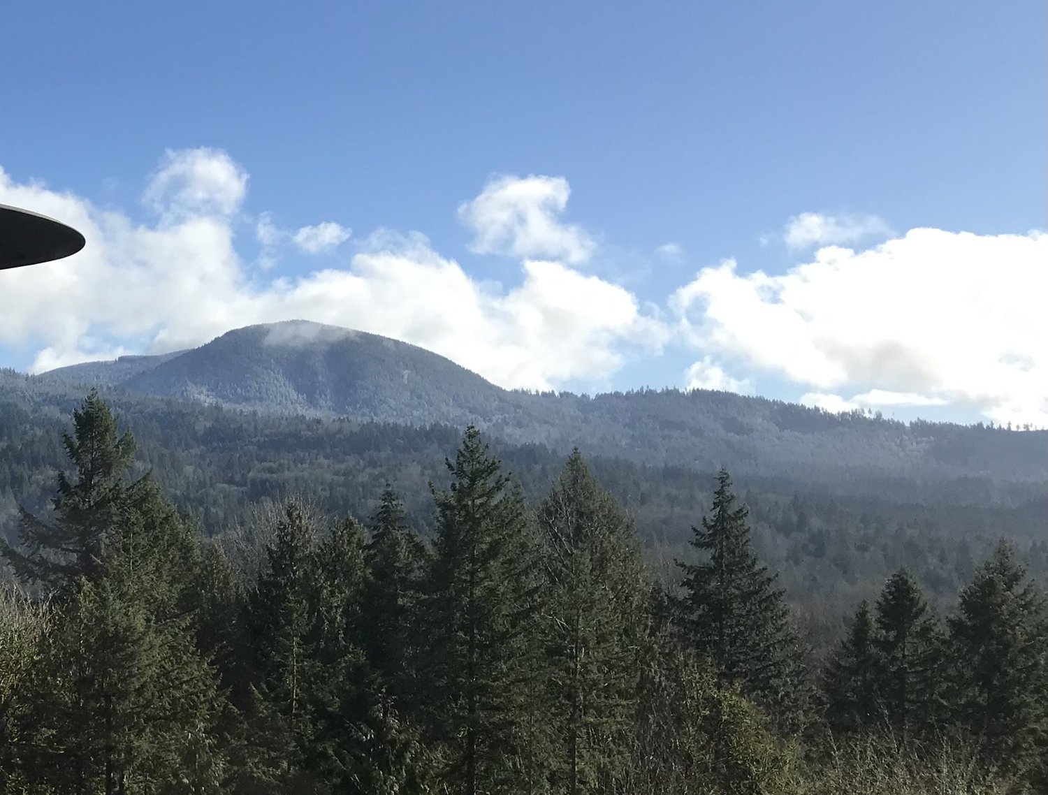 Reforestation on Tiger Mountain — Issaquah Alps Trails Club