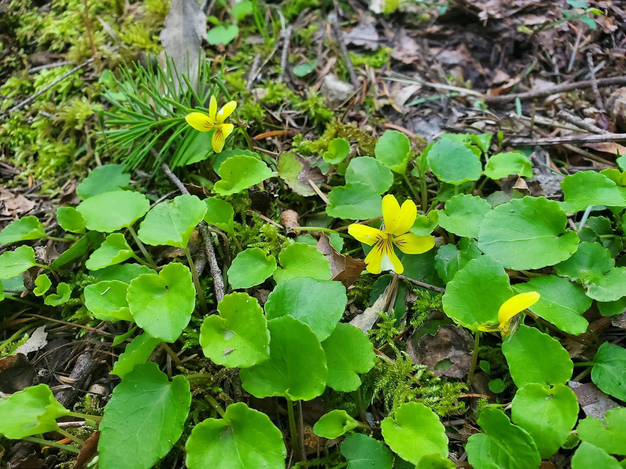 April Flower Friends — Issaquah Alps Trails Club
