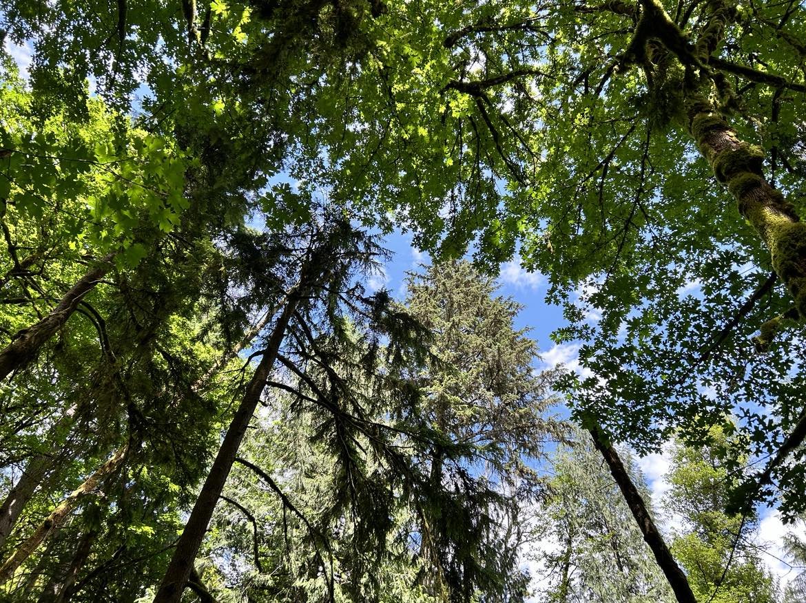 Forest Carbon in the Issaquah Alps — Issaquah Alps Trails Club