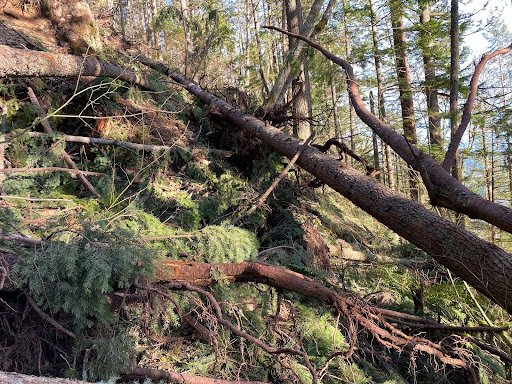 Squak Mountain: the State Park in the Issaquah Alps — Issaquah Alps ...