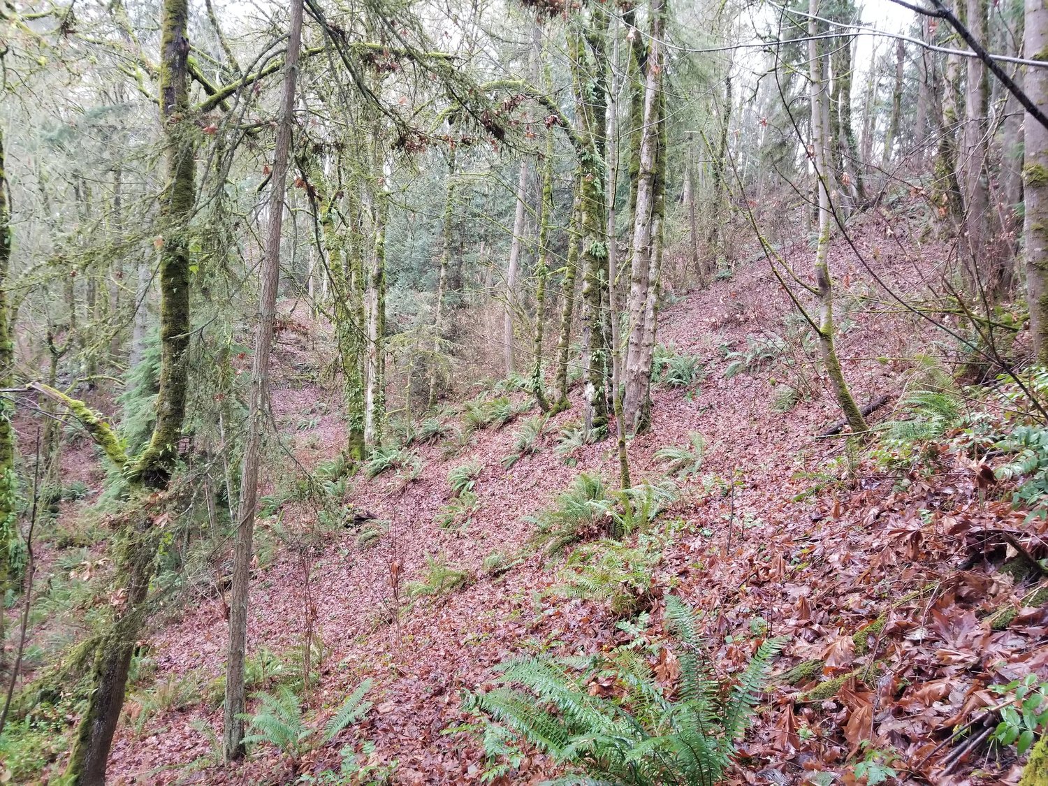 Hikes and Events — Issaquah Alps Trails Club