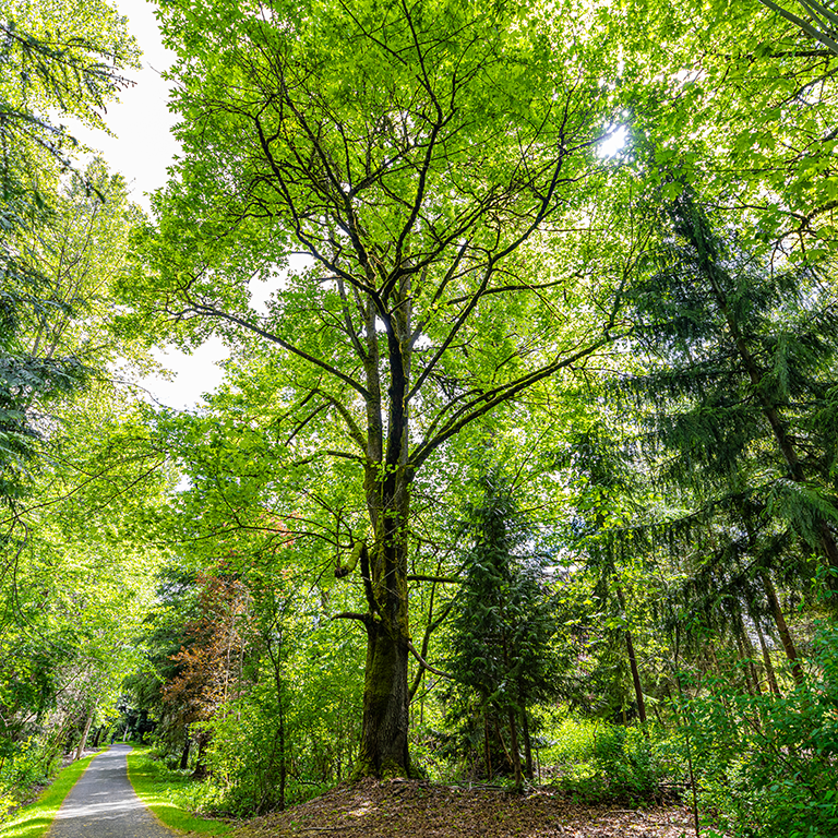 Issaquah’s Urban Forest: A Vision for Growth and Sustainability ...
