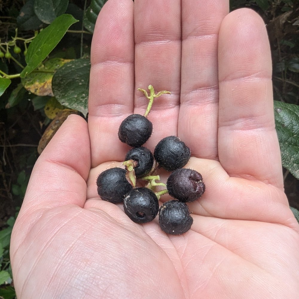 Are You Berry Curious? — Issaquah Alps Trails Club