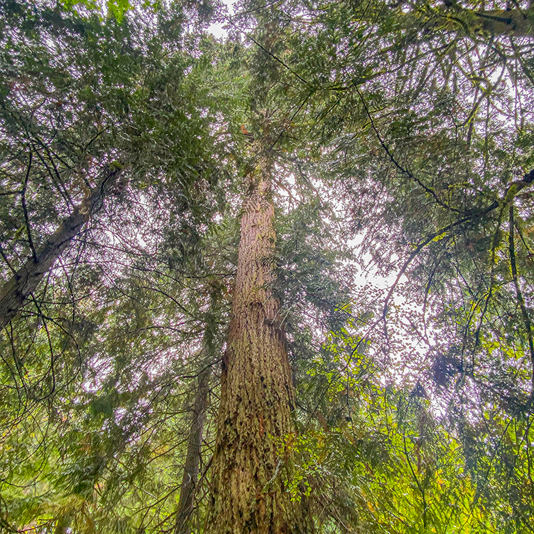 Issaquah’s Urban Forest: A Vision for Growth and Sustainability ...