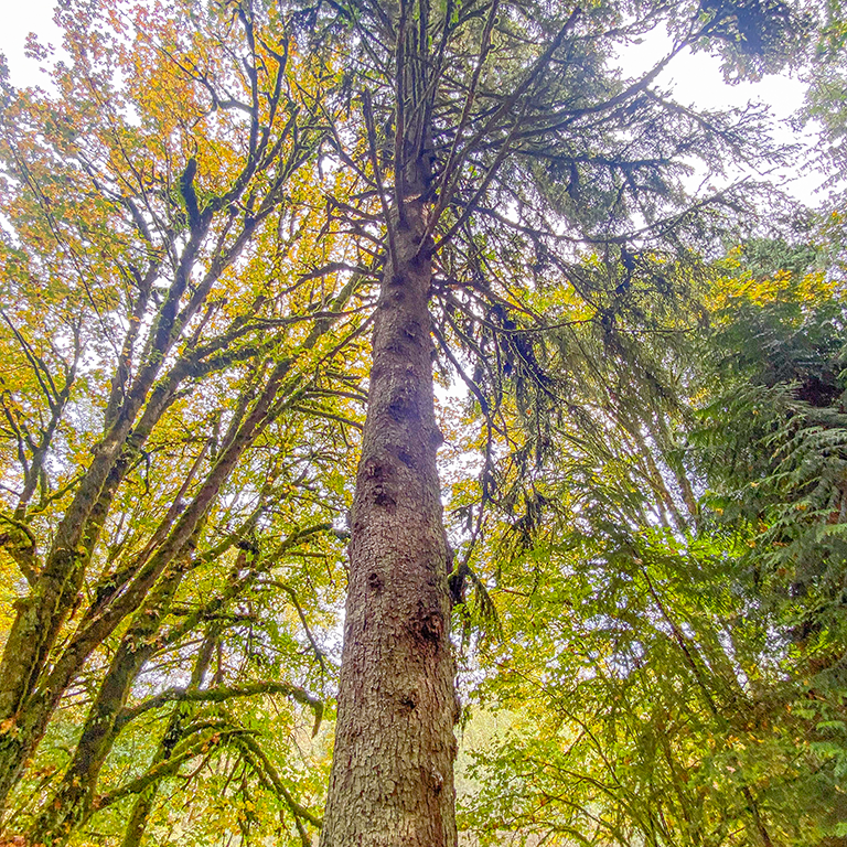 Issaquah’s Urban Forest: A Vision for Growth and Sustainability ...