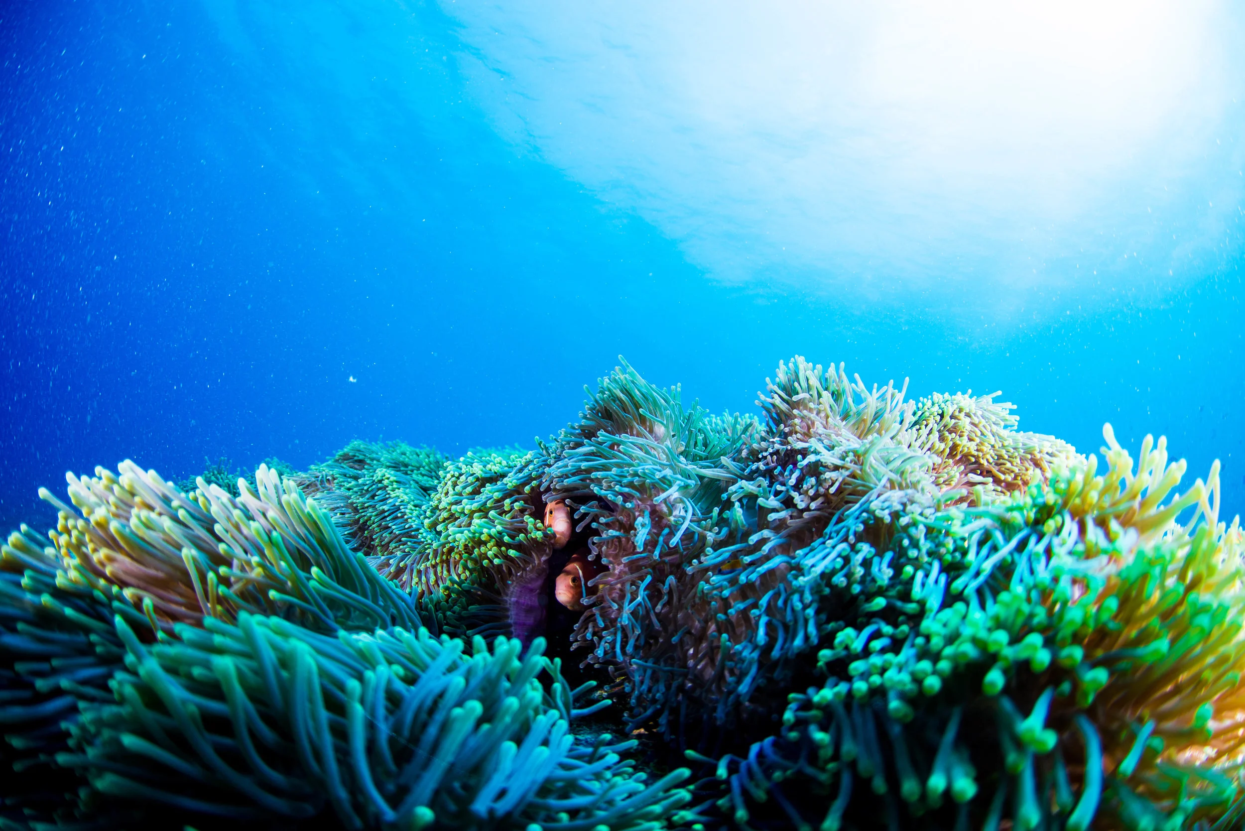 What We Do — Small Island Geographic Society