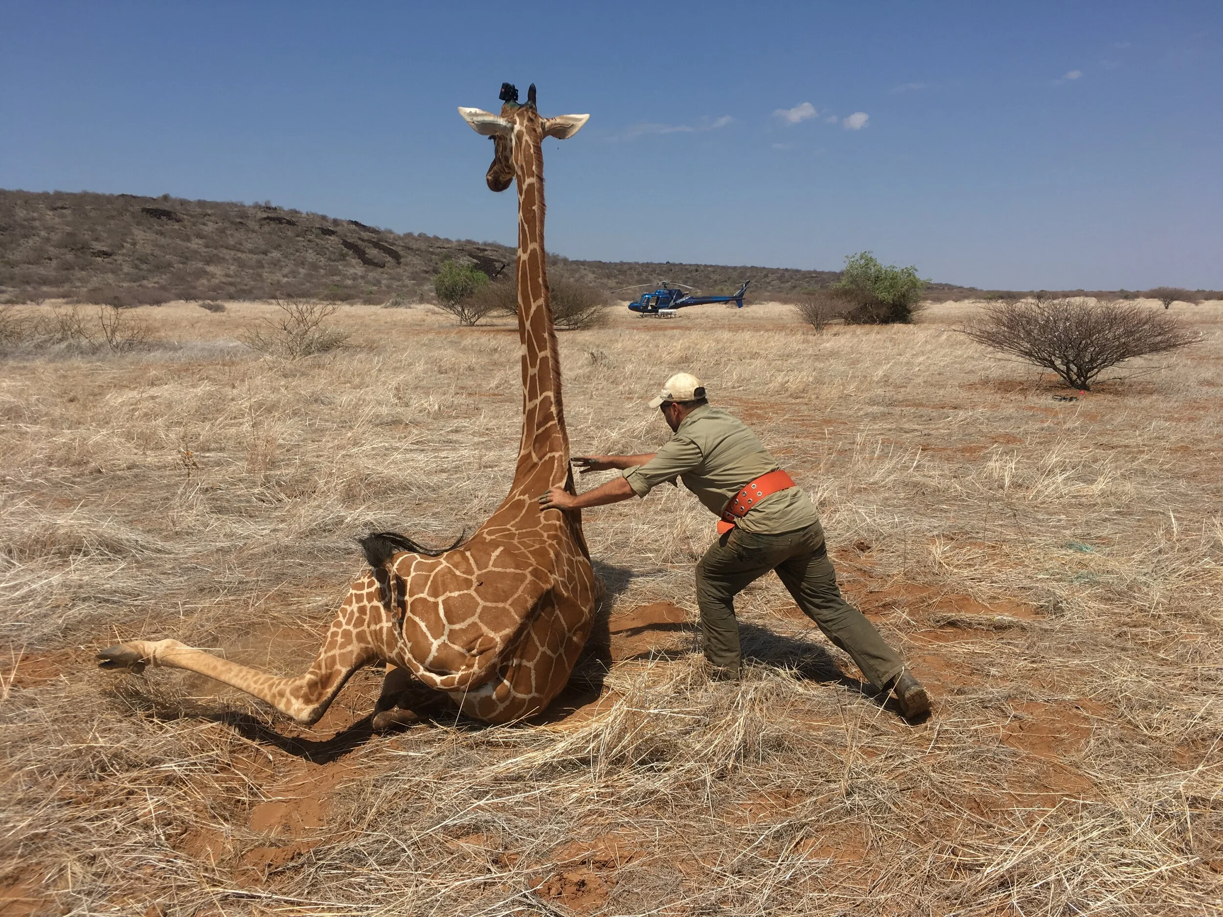 Tracking Towers; Satellite monitoring for northern Kenya’s endangered ...