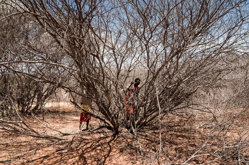 Acacia reficiens clearing in Isiolo, Samburu — Northern Rangelands Trust