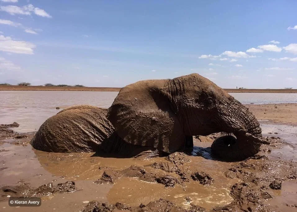 Ripples of Hope: Improving Water Access for People and Elephants in ...