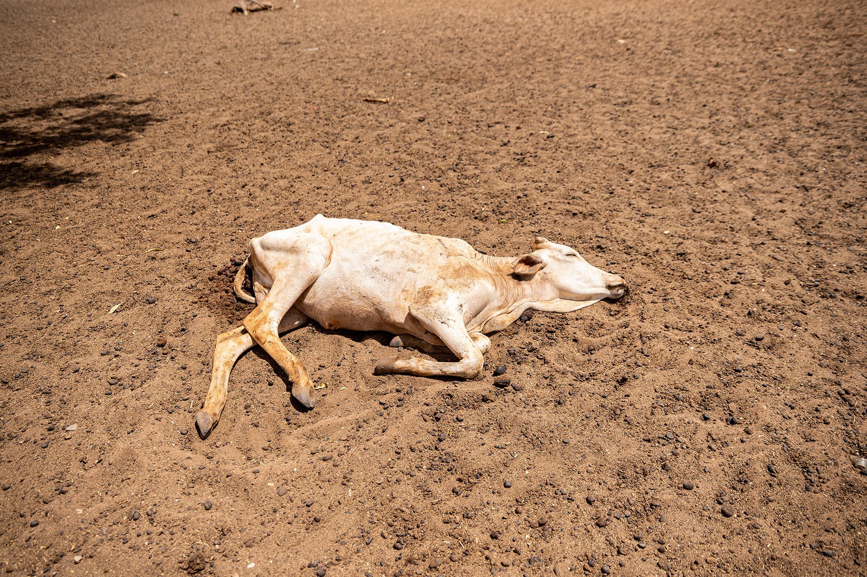 Surviving an Unprecedented Drought: When Limits Get Tested — Northern ...