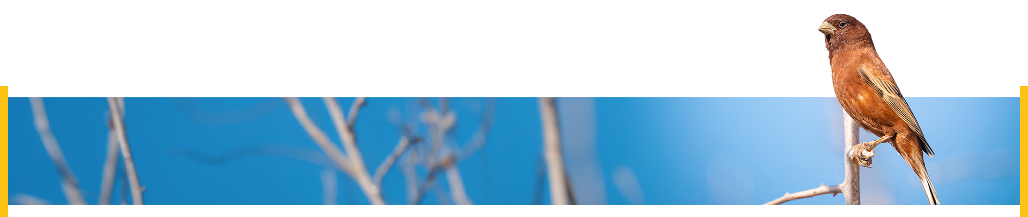 Leadership — Northern Rangelands Trust