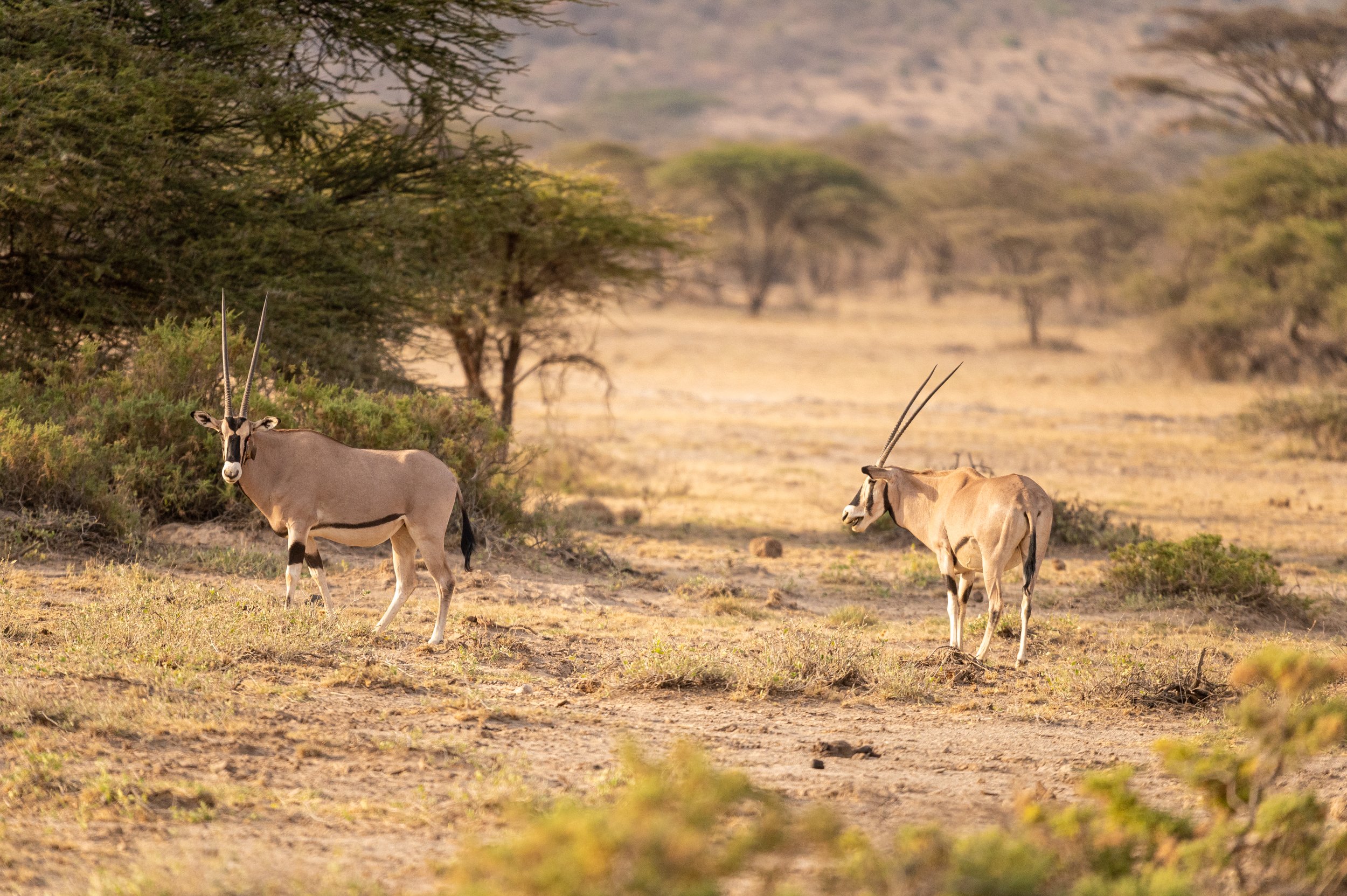 The Beisa Oryx Project; Empowering Indigenous Communities to Conserve an Endangered Species ...