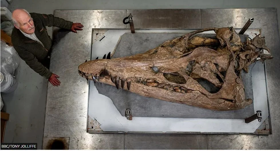 Giant Sea Monster — The Etches Collection