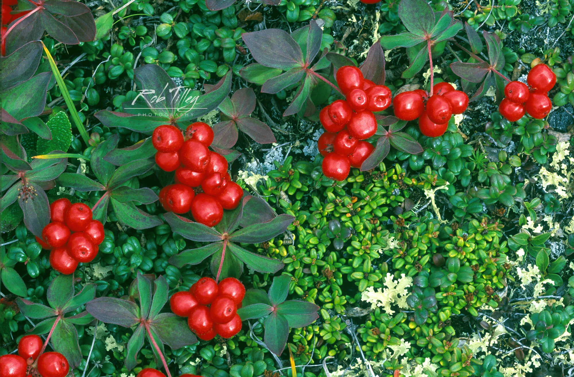 Fine Art Photographic Print of Bunchberry closeup in White Mountains ...