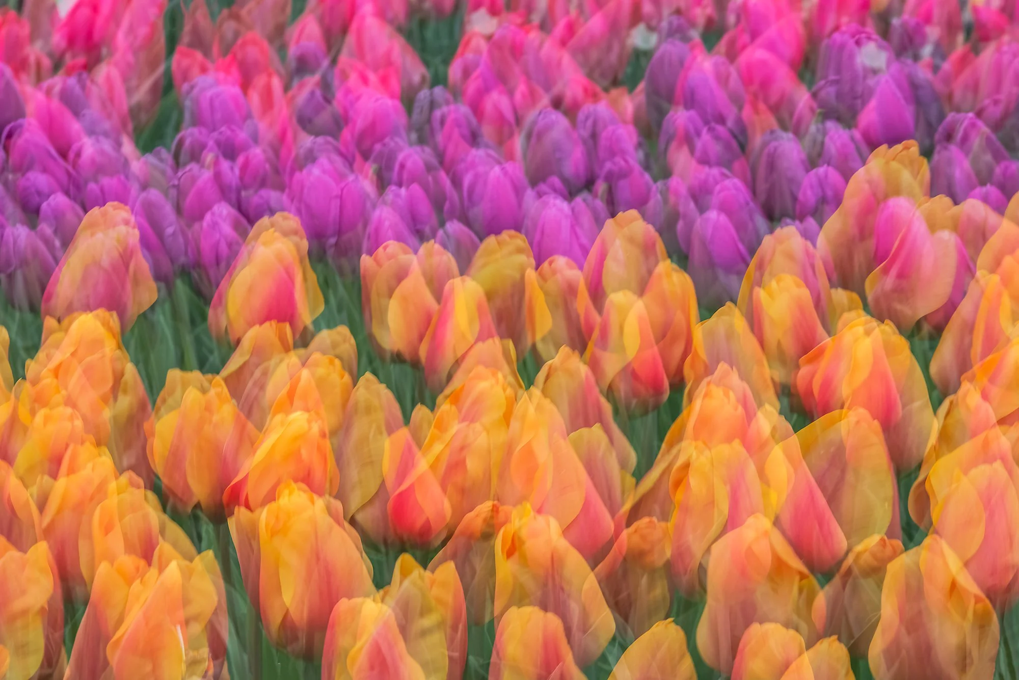 Fine Art Photographic Print of Tulip Abstract II in Skagit Valley, WA ...