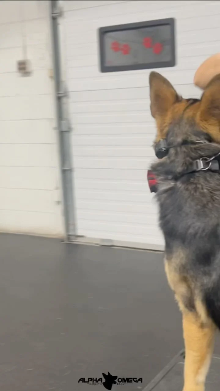 Alpha & Omega Working Dogs