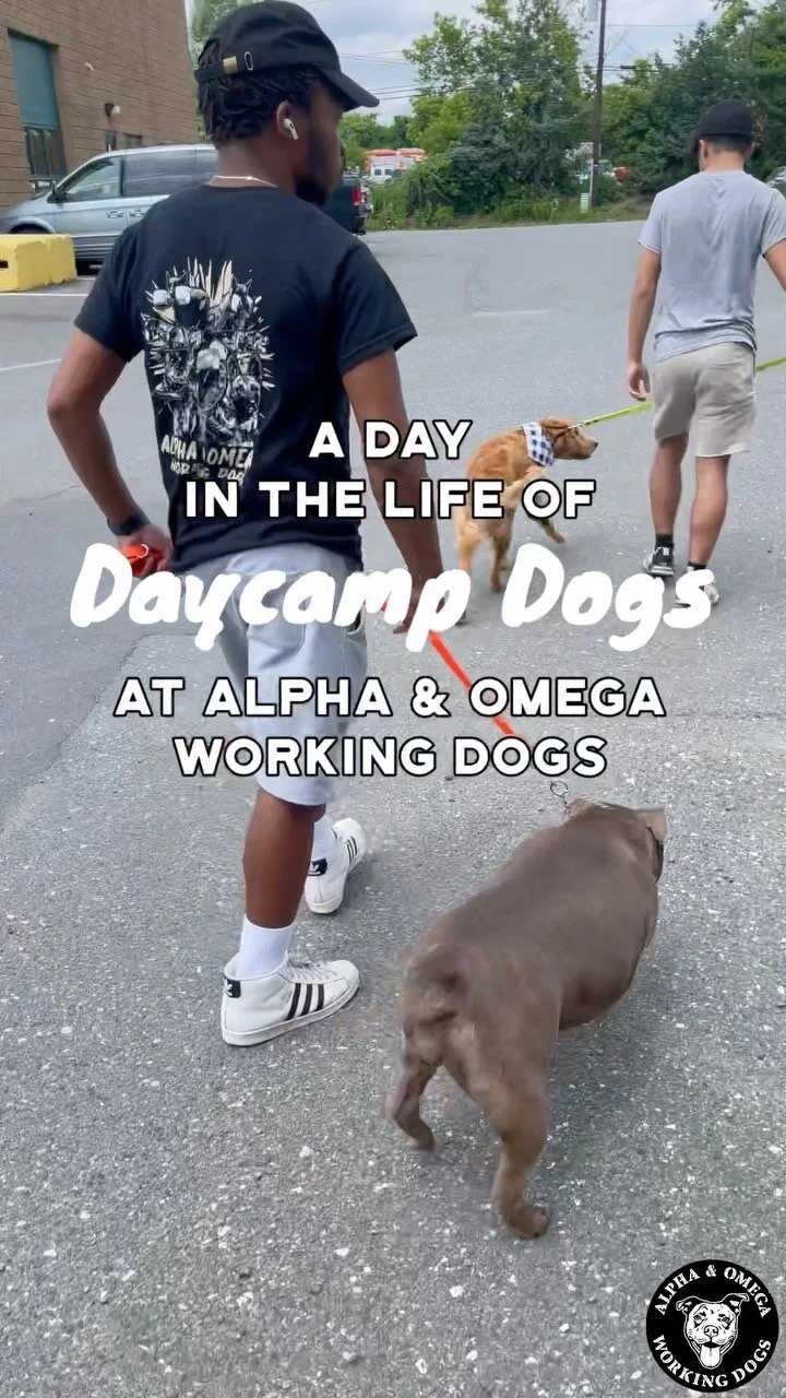 Alpha & Omega Working Dogs