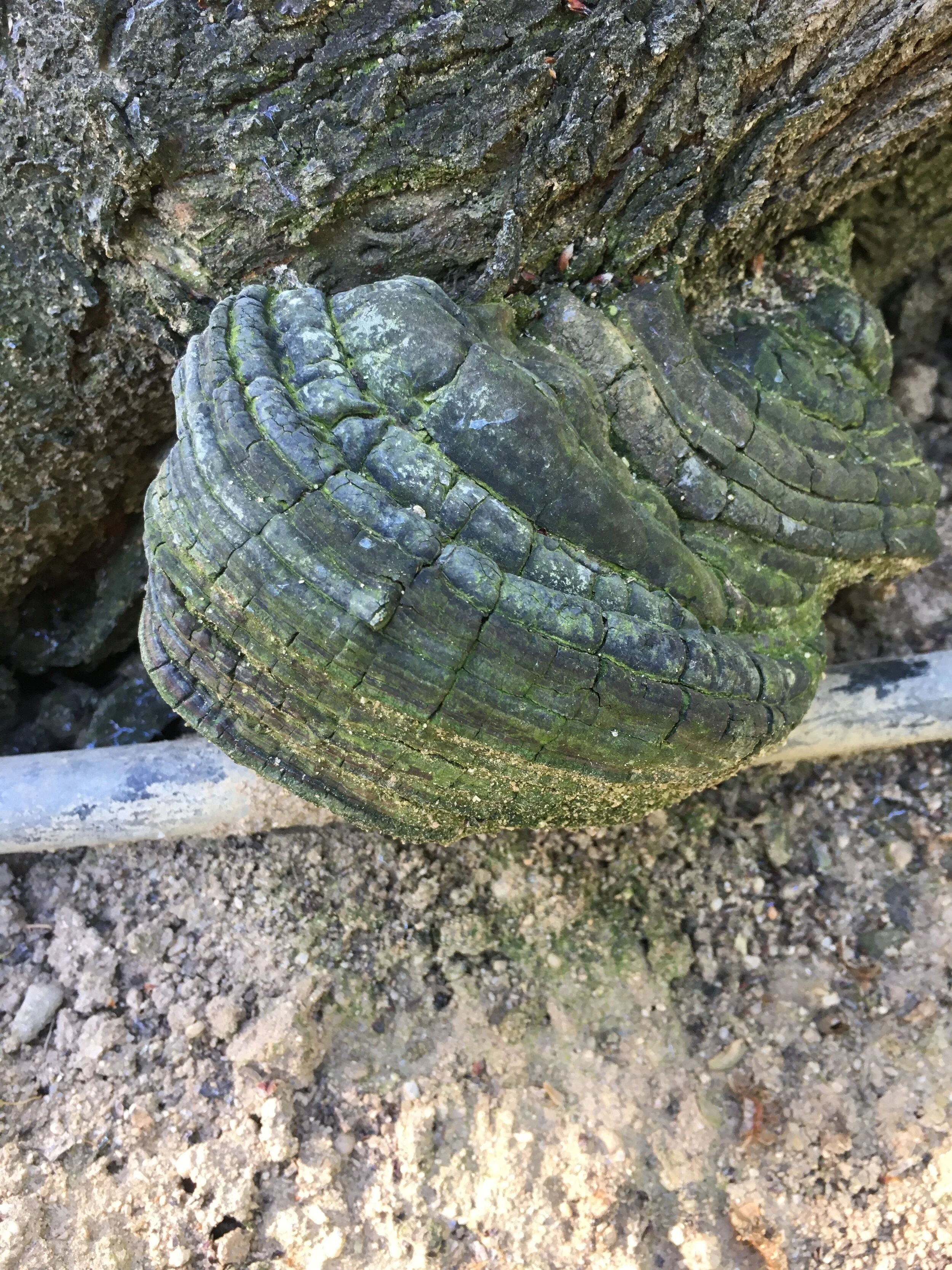 Bob Johnson on Ganoderma adspersum — Growing the Valley