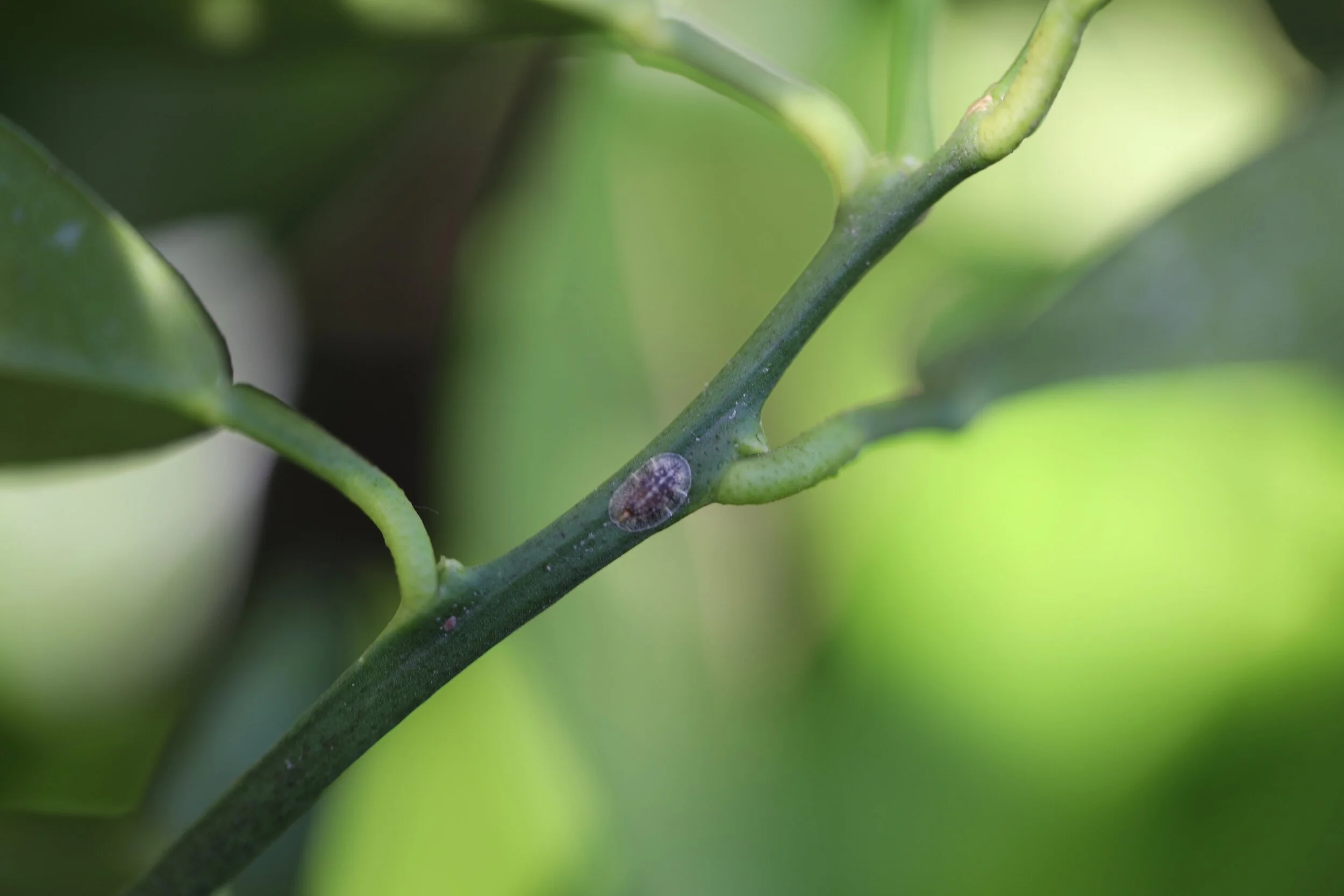 Scale Insects in Citrus with Beth Grafton-Cardwell — Growing the Valley