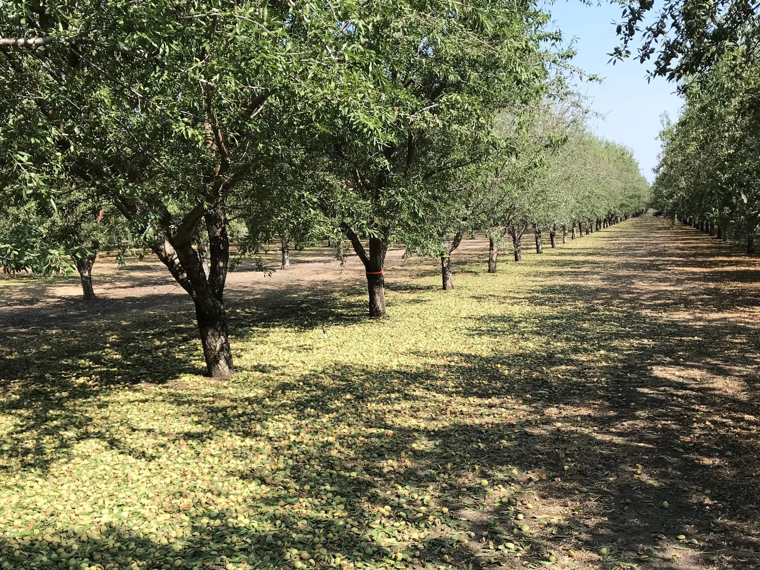 Rootstocks Part 3: Almond Rootstocks with Jarvis-Shean, Duncan, and ...