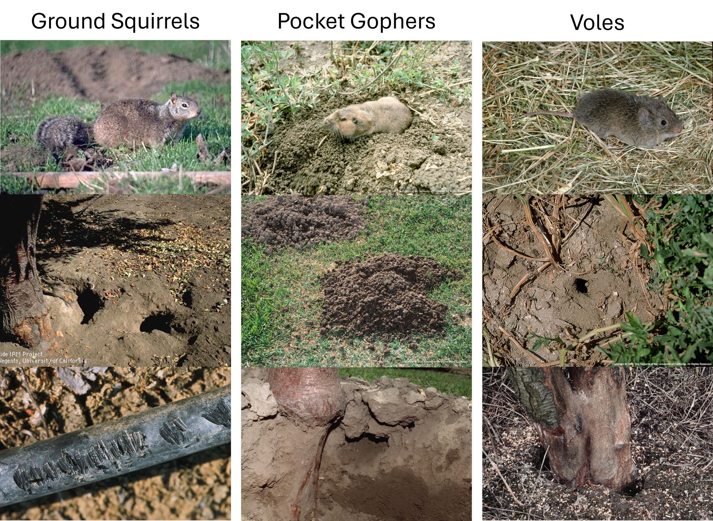 Gophers, Ground Squirrels, Voles, Roof Rats, and Deer Mice… Oh My ...