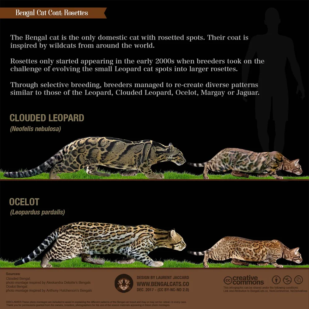 Bengal Cat Size Compared To Domestic Cat