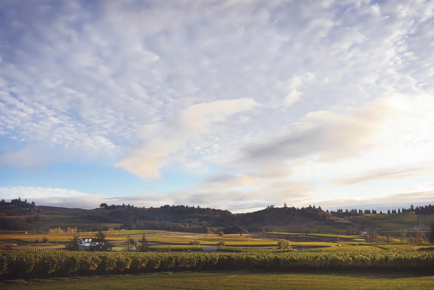 Cady & Noah Destination: Willamette Valley Oregon | Vick Photography