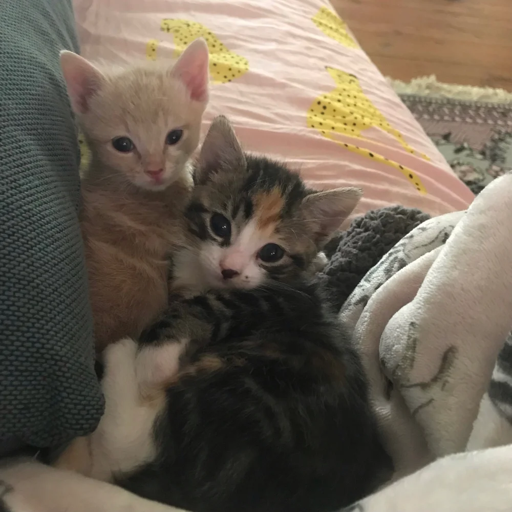 MooMoo&Mr Magoo — The Cat Orphanage Sydney