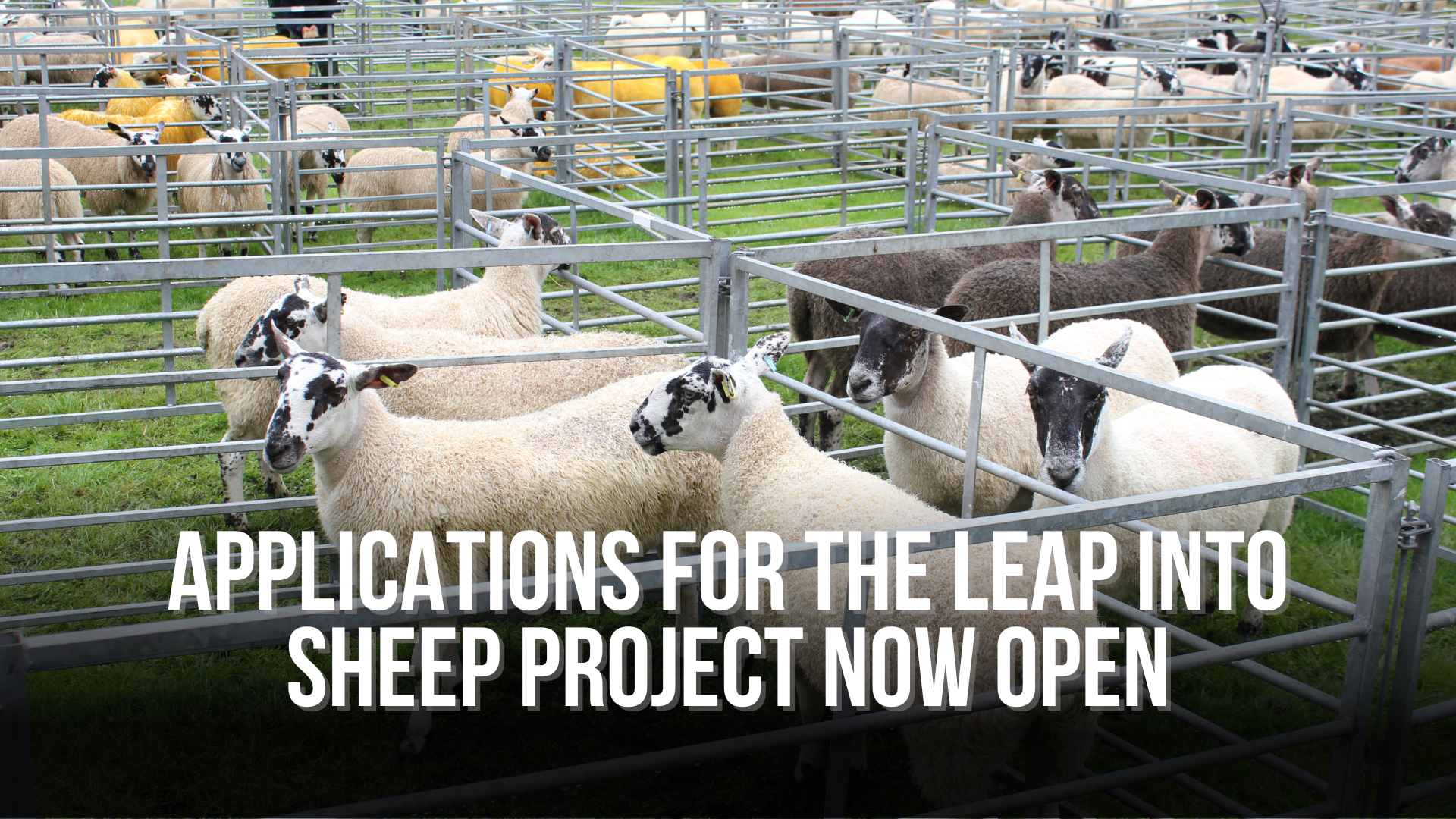 Applications for the Leap Into Sheep Project now open — Neuse News
